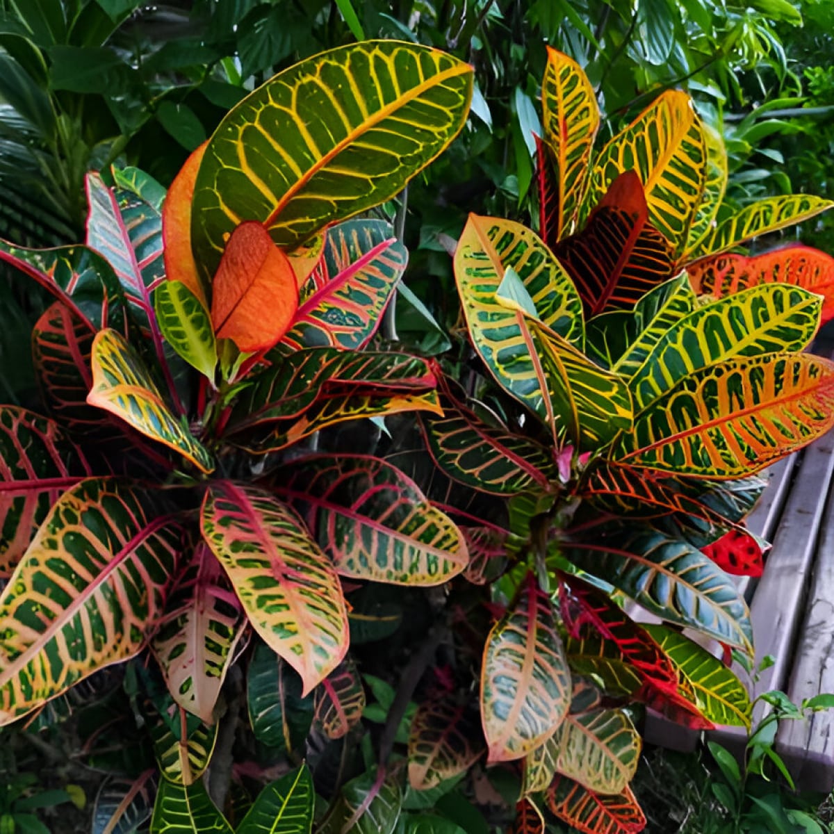 Inspirasi 20 Tanaman Hias Daun Estetik